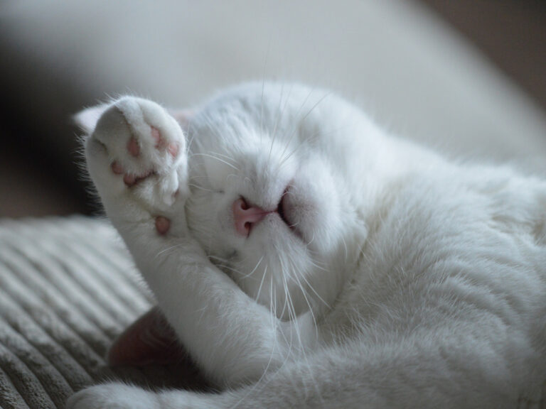 Best Male White Cats Names With Meaning CatQueries best-male-white-cats-names-with-meaning-catqueries