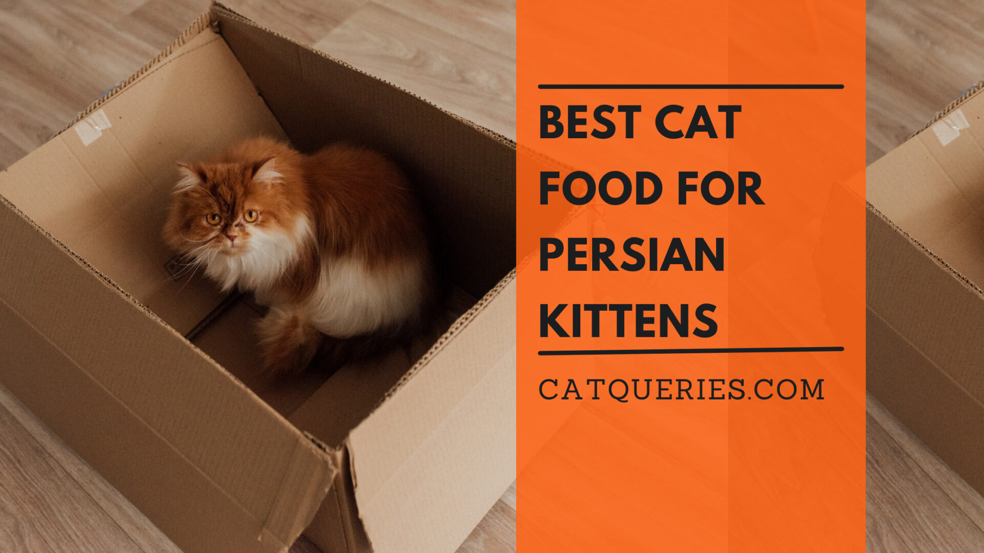Top 9 Best Cat Food For Persian Kittens CatQueries top-9-best-cat-food-for-persian-kittens-catqueries